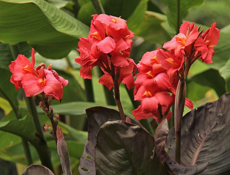 The Essential Guide to Aquatic Plants for Your Pond - Aqualivin
